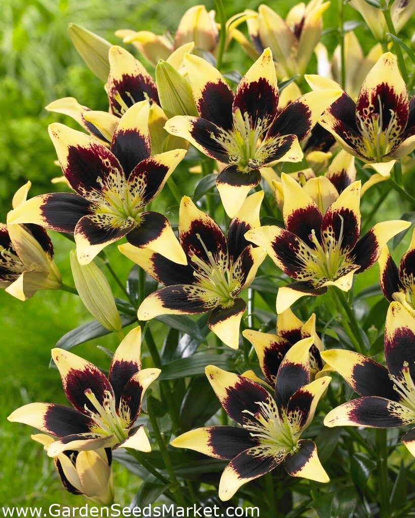Easy Dance Asiatic lelija - didelė pakuotė! - 10 vnt. – Garden Seeds ...