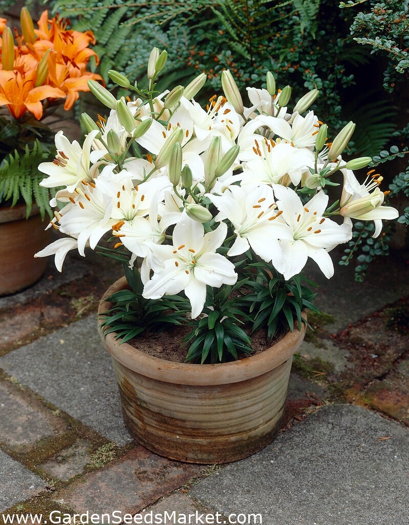 Happy Ice dwarf lily for growing in pots – Garden Seeds Market | Free ...