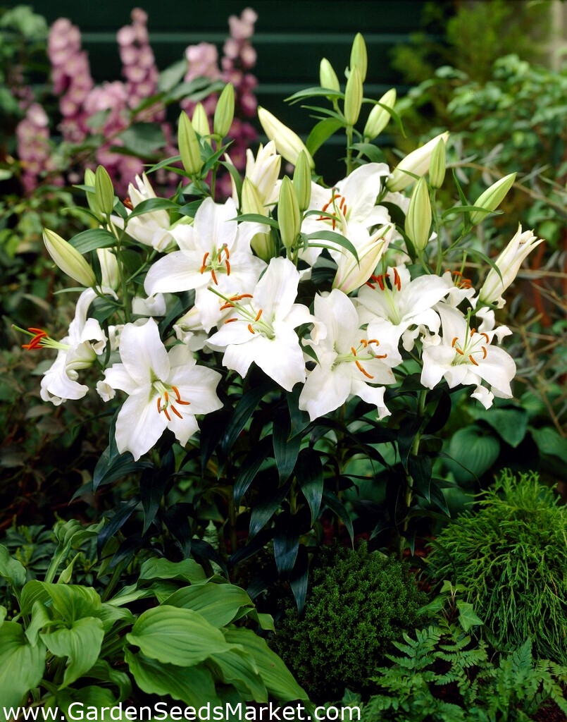 Sibirisk duftende orientalsk lilje - stor pakke! - 10 stk. – Garden ...