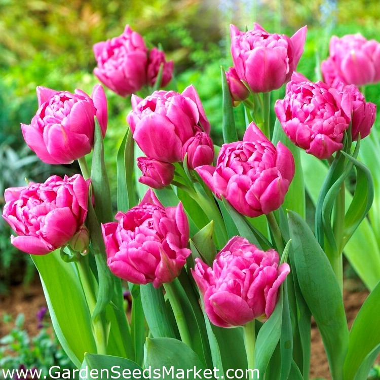 Dior Tulpe - XXXL-Packung 250 Stk - – Garden Seeds Market | Kostenloser ...