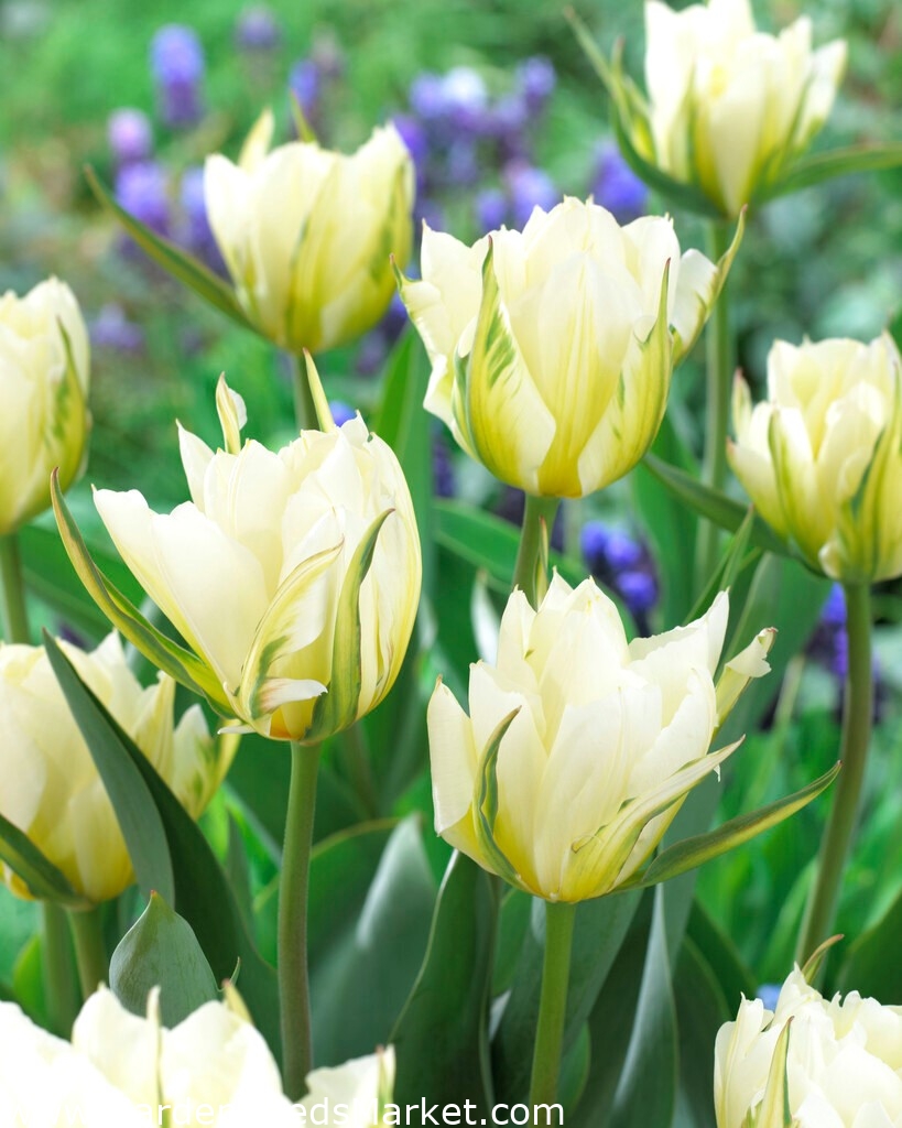 White Valley tulipan - 5 stk. – Garden Seeds Market | Gratis fragt