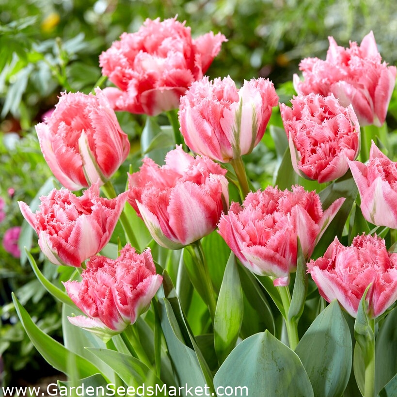 Crispion Sweet tulip - XL pakuotė - 50 vnt - – Garden Seeds Market ...