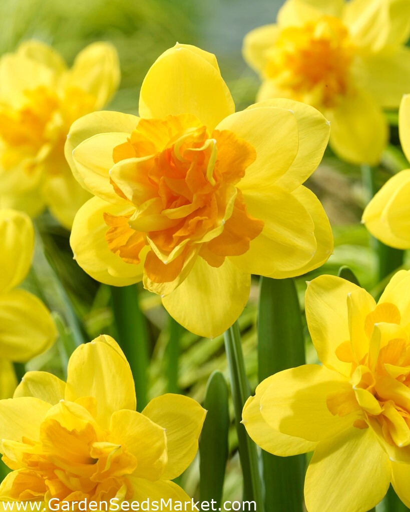 Narcisa balon - 5 buc. – Garden Seeds Market | Transport gratuit