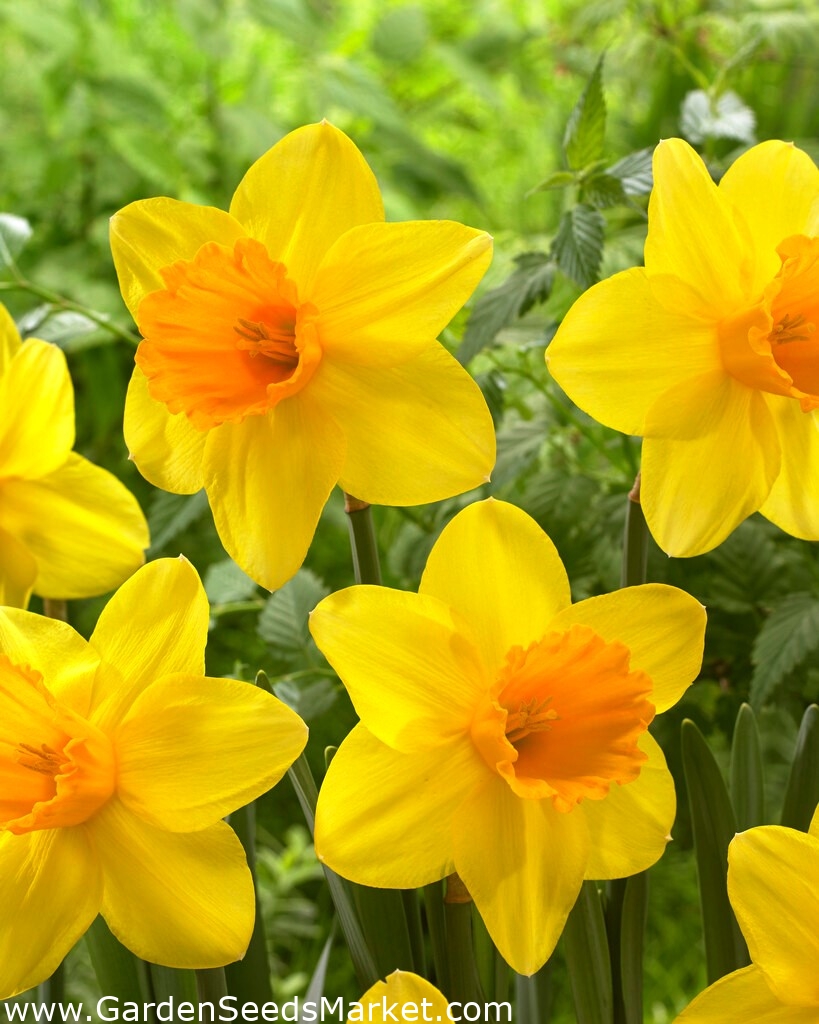 Bright Jewel daffodil - 5 pcs – Garden Seeds Market | Free shipping