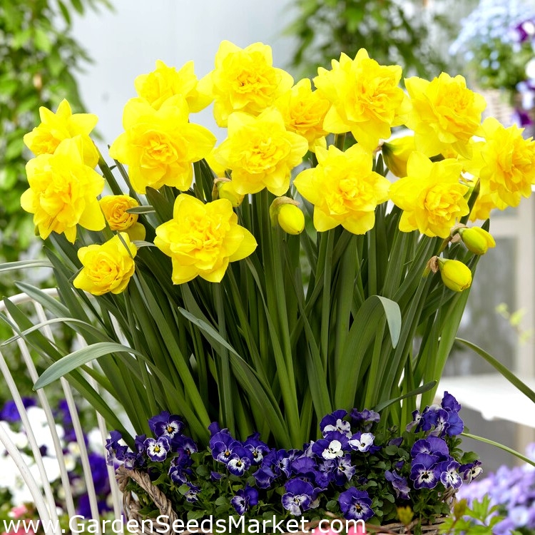 Double Power daffodil - 5 pcs – Garden Seeds Market | Free shipping