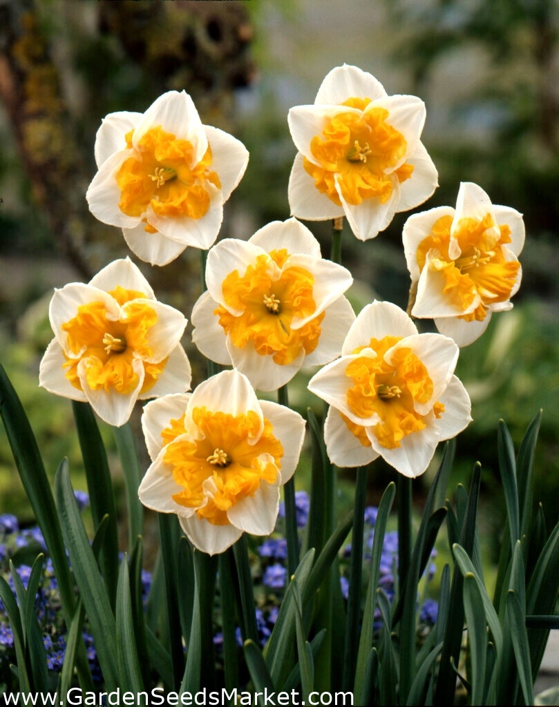 Love Call daffodil - 5 pcs – Garden Seeds Market | Free shipping