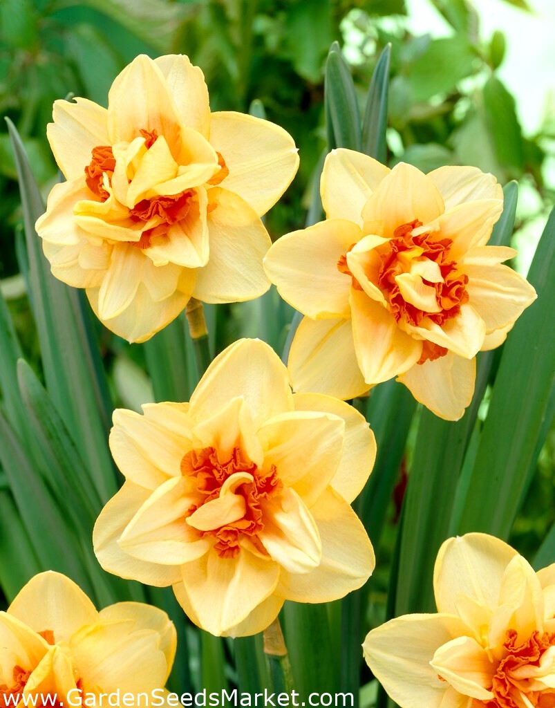 Innovator daffodil - XXL pack 150 pcs – Garden Seeds Market | Free shipping