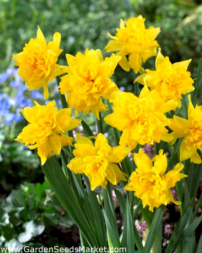 Van Sion Narzisse - XXXL Packung 250 Stk - – Garden Seeds Market ...