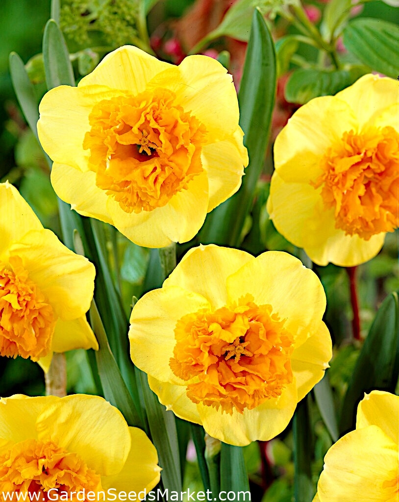 Modern Art daffodil - 5 pcs – Garden Seeds Market | Free shipping