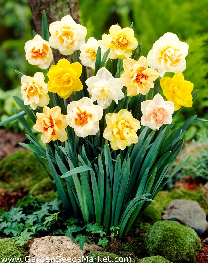 Double-flowered daffodil selection - XL pack - 50 pcs – Garden Seeds ...