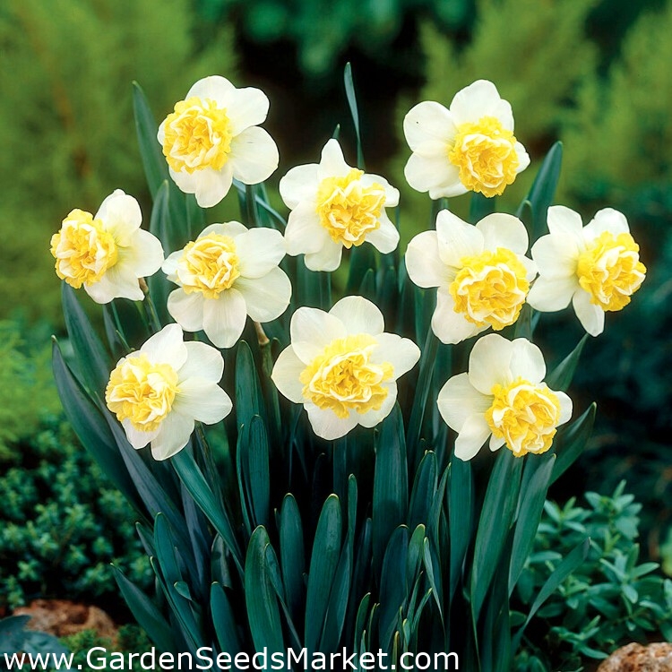 Wave daffodil - 5 pcs – Garden Seeds Market | Free shipping