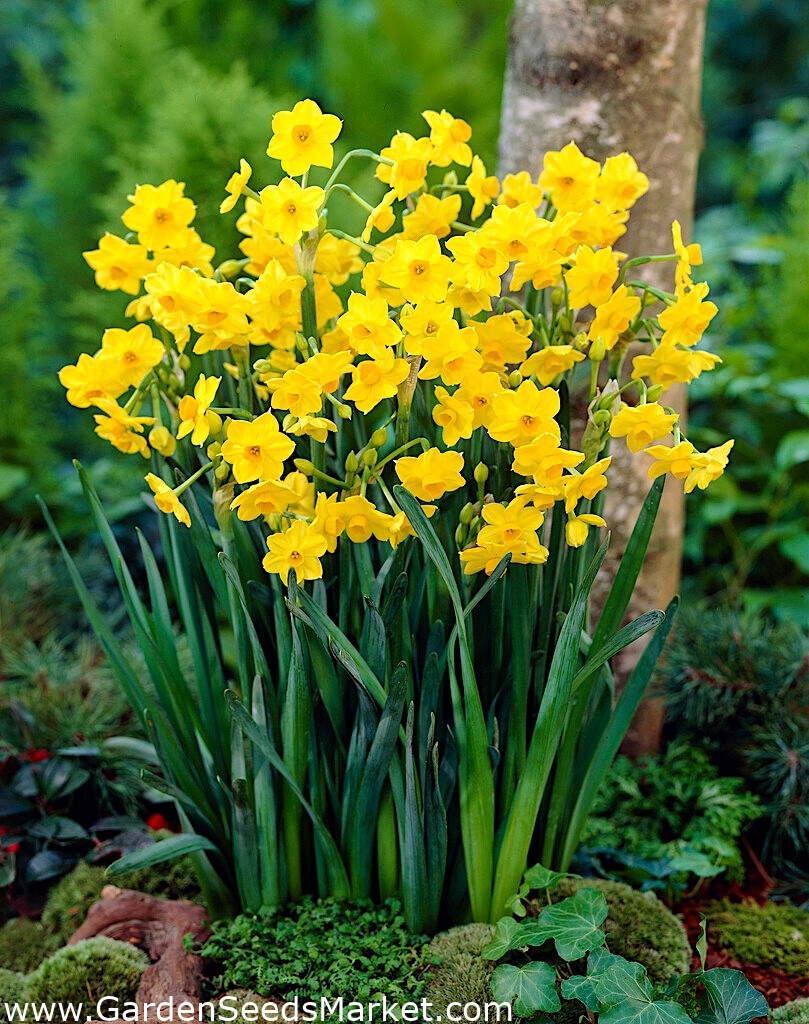 Grand Soleil d'Or narcizas - XL pakuotė - 50 vnt - – Garden Seeds ...