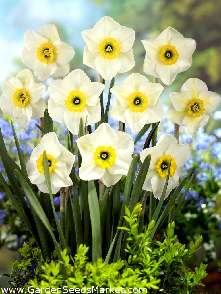 Lancaster daffodil - 5 pcs – Garden Seeds Market | Free shipping