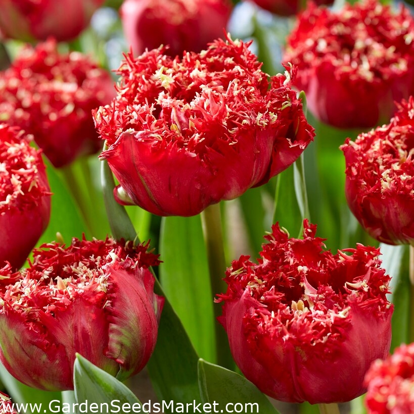 Qatar tulip - XL pack - 50 pcs – Garden Seeds Market | Free shipping