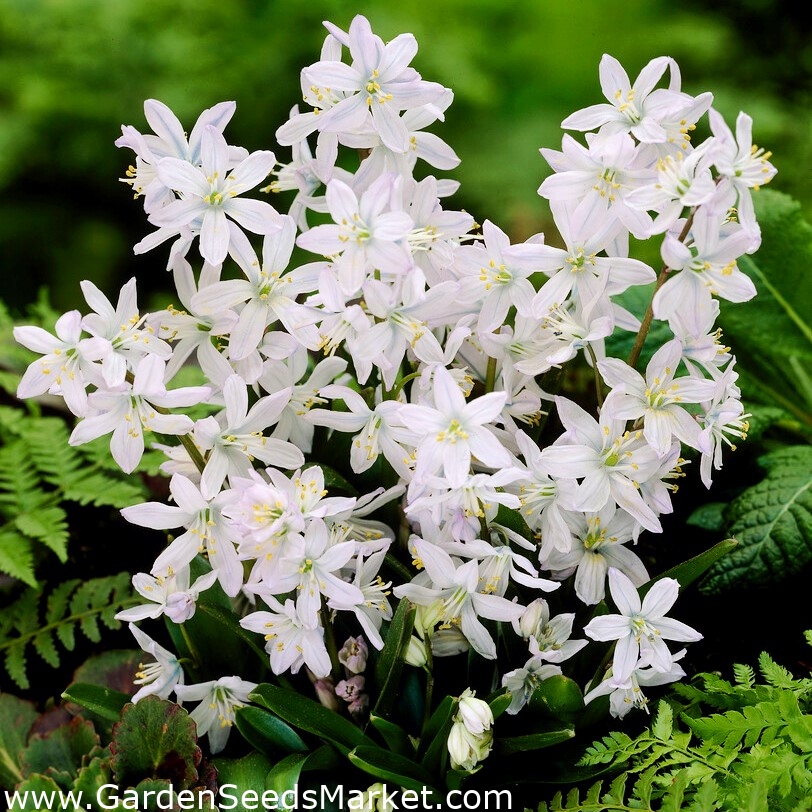 Tubergeniana Mischchenko squill, Scilla mischtschenkoana - XL pack - 50 ...