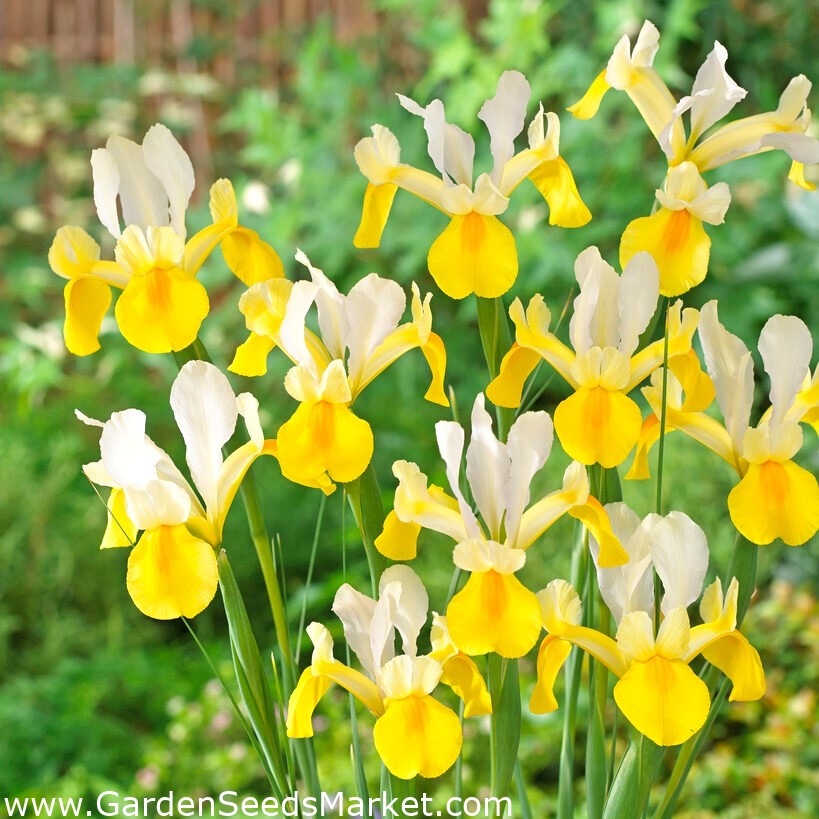 Symphony Dutch iris - XXL pack 100 pcs – Garden Seeds Market | Free ...