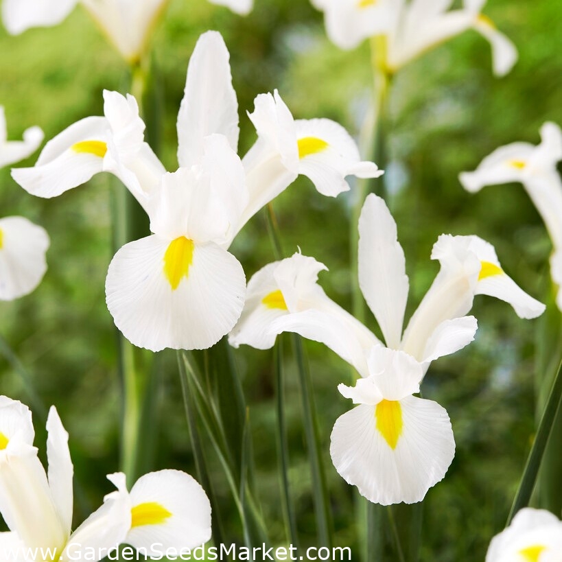 White Magic Dutch irisas - XXXL pakuotė - 500 vnt - – Garden Seeds ...