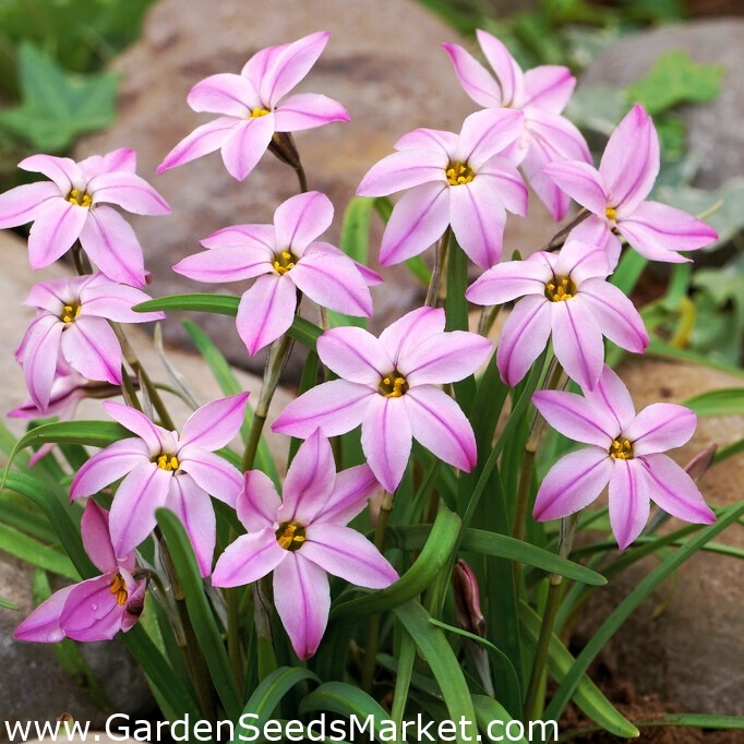 Tessa starflower Ipheion - XXL pack 100 uds - – Garden Seeds Market ...