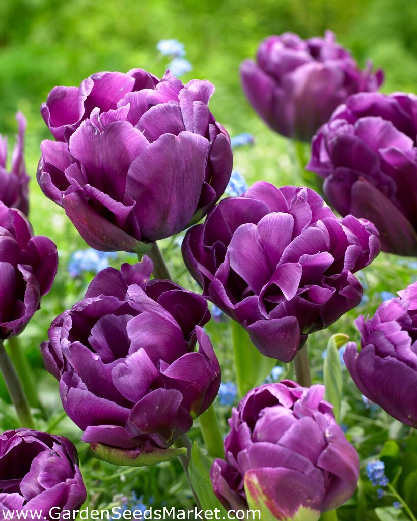 Tulipán Alicante - 5 uds - – Garden Seeds Market | Envío gratis