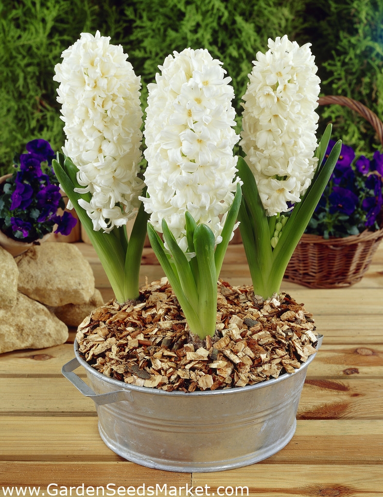 Hyacinth Aiolos - Hyacinth Aiolos - XXL pack 150 st – Garden Seeds ...