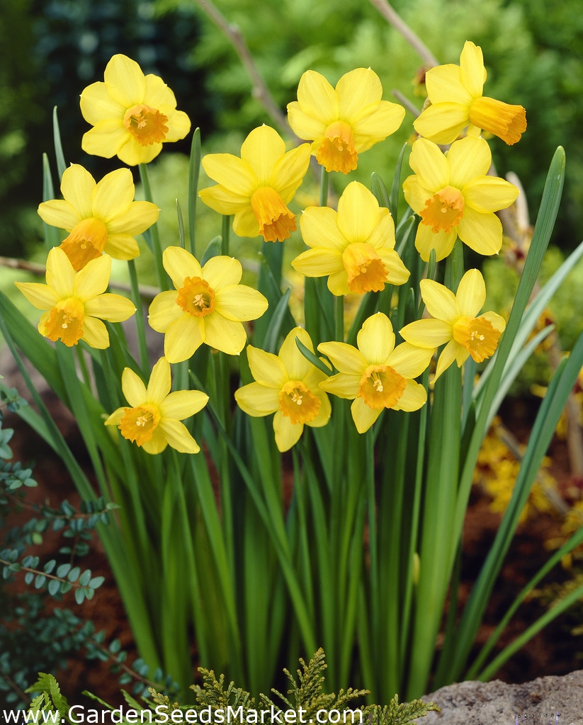 Narcissus Jetfire - Daffodil Jetfire - XXXL-Packung 250 Stk - – Garden ...
