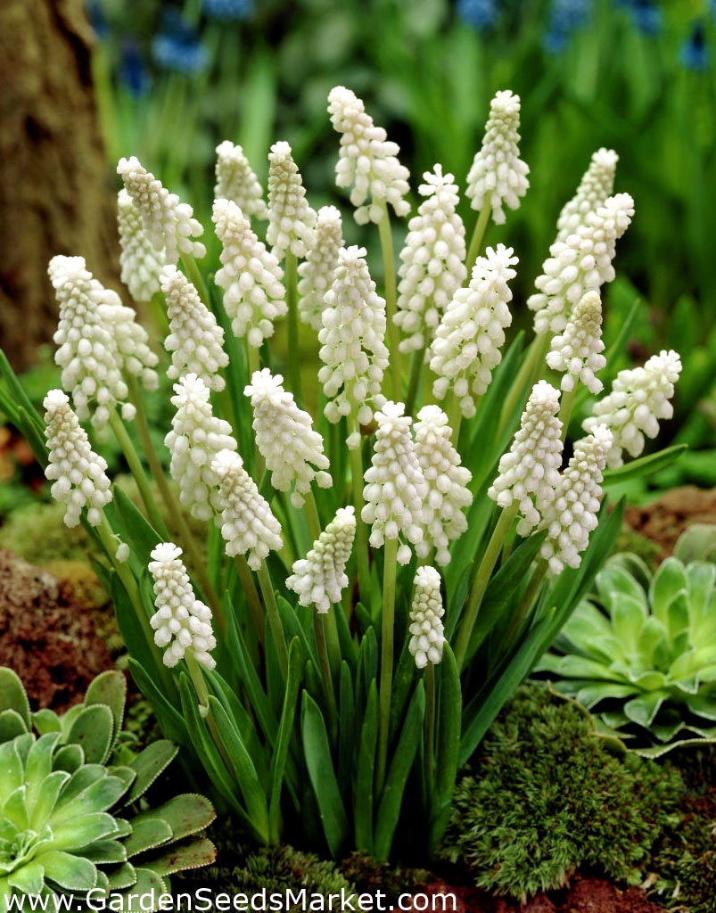 Album Muscari - Album Grape Hyacinth - Pack XL - 50 pcs – Garden Seeds ...