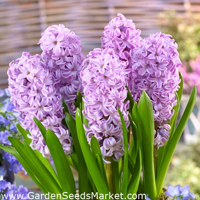 Hyacinth Splendid Cornelia - Hyacinth Splendid Cornelia - XXL опаковка 150 бр. - – Garden Seeds ...
