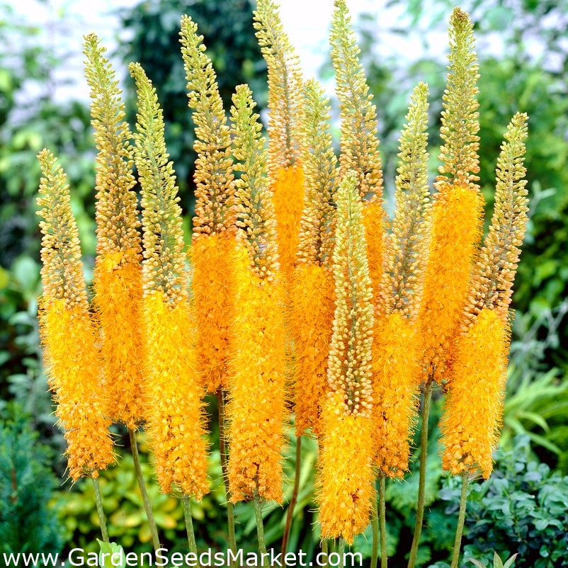 Eremurus, Foxtail Lilies Pinokkio - ¡paquete grande! - 10 piezas ...