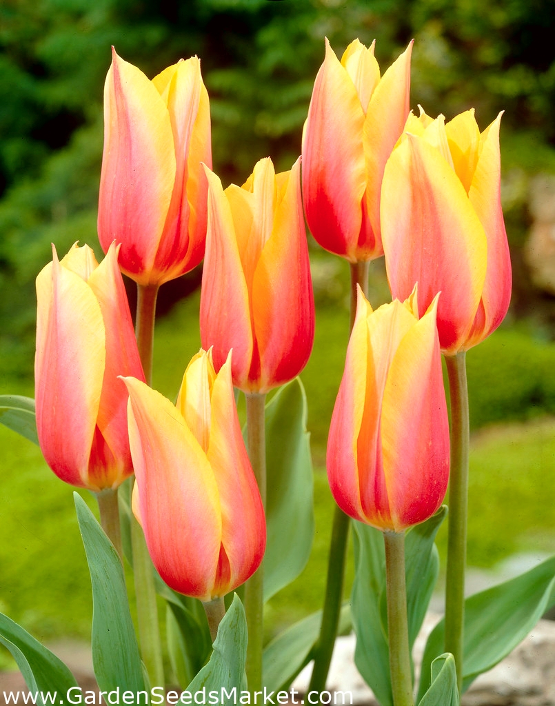 Tulip Blushing Beauty - XXXL pack 250 pcs – Garden Seeds Market | Free ...