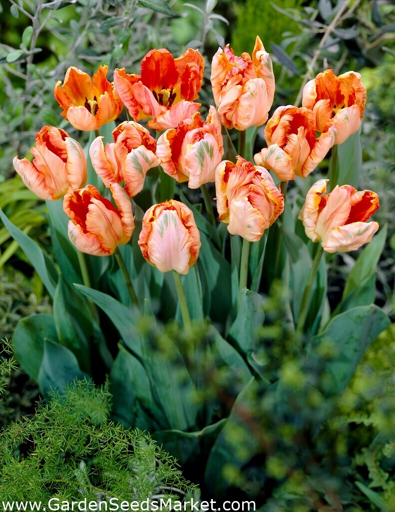 Lalea papagal caise - 5 buc - – Garden Seeds Market | Transport gratuit