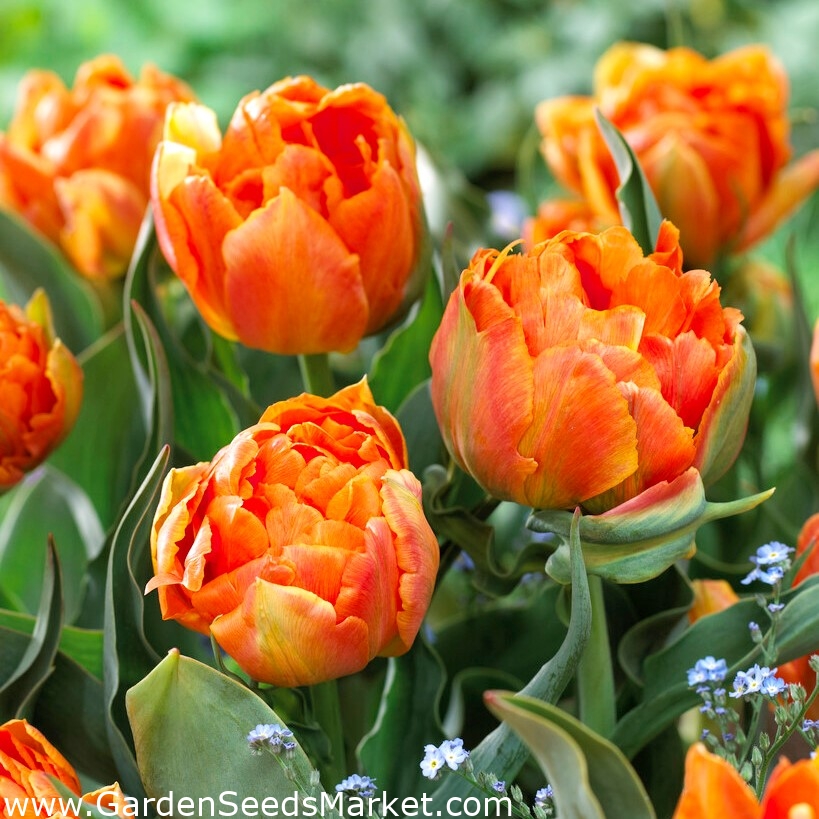 Orca tulip - XXXL pack 250 pcs – Garden Seeds Market | Free shipping