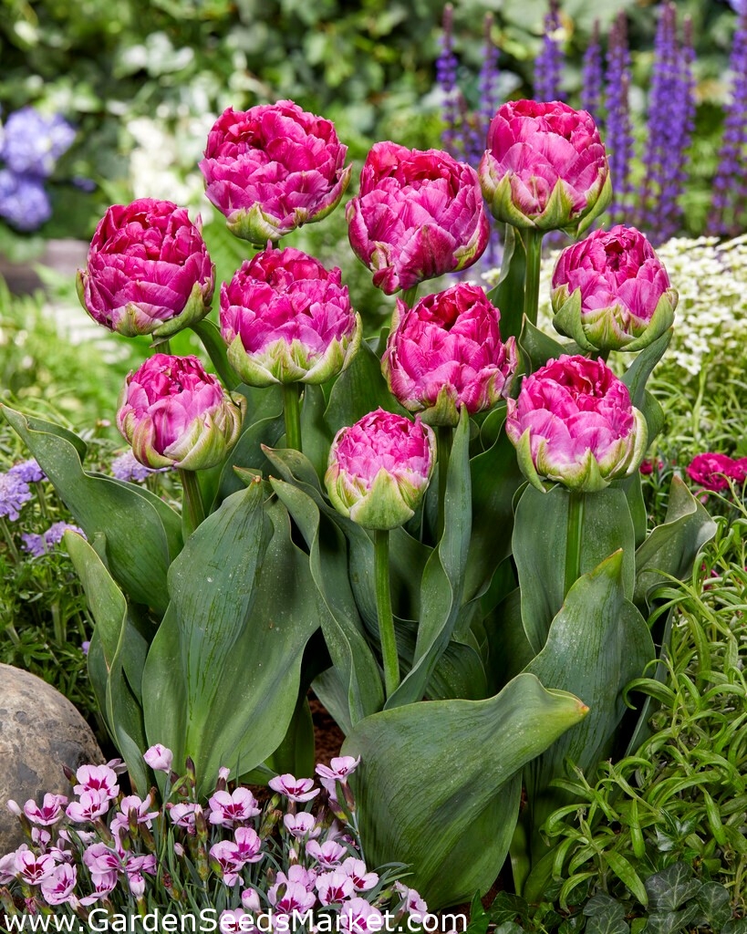 Wicked in Pink tulip - XL pack - 50 pcs – Garden Seeds Market | Free shipping