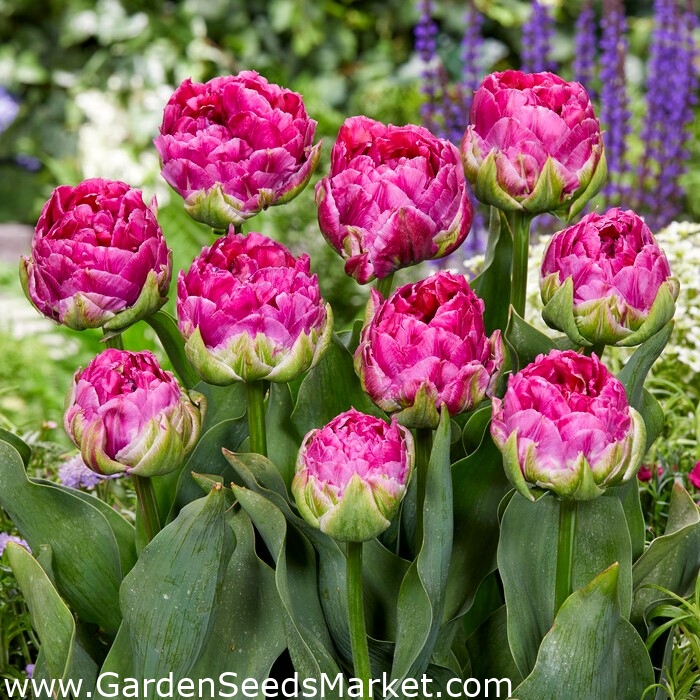 Wicked in Pink tulip - 5 pcs – Garden Seeds Market | Free shipping