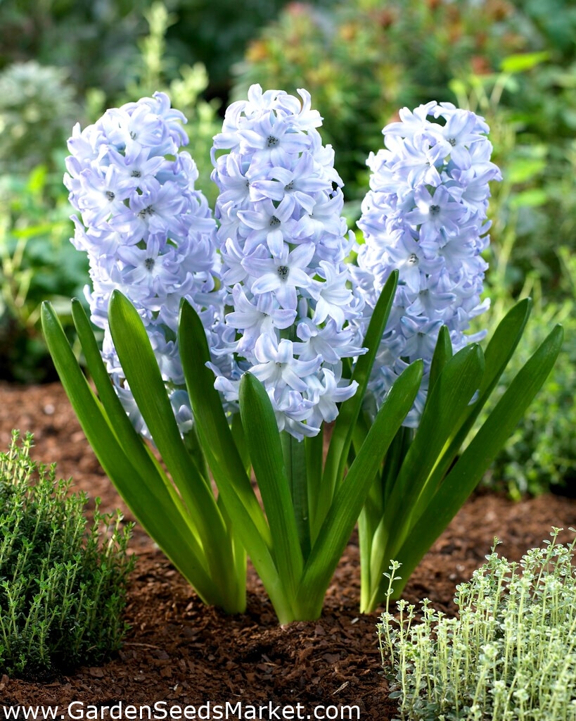 Blue Eyes hyacinth - XXL pack 150 pcs – Garden Seeds Market | Free shipping