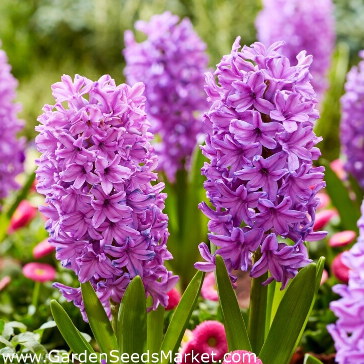 Jacinthe Purple Voice - XXL pack 150 pcs - – Garden Seeds Market ...