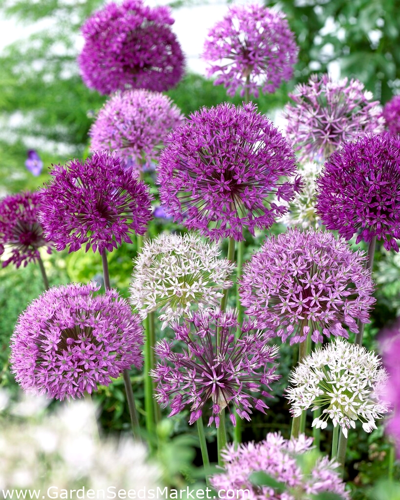 Allium mix sierui - 3 stuks - – Garden Seeds Market | Gratis verzending