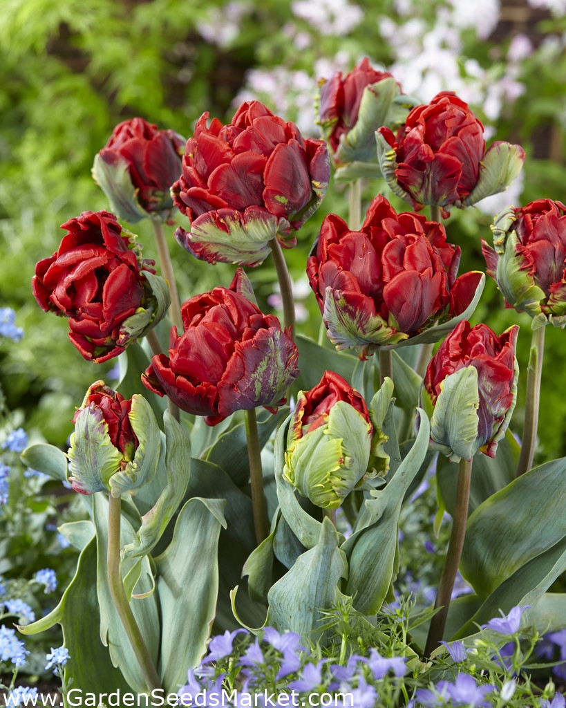 Double tulip "Rococo Double" - XXXL pack 250 pcs – Garden Seeds Market ...