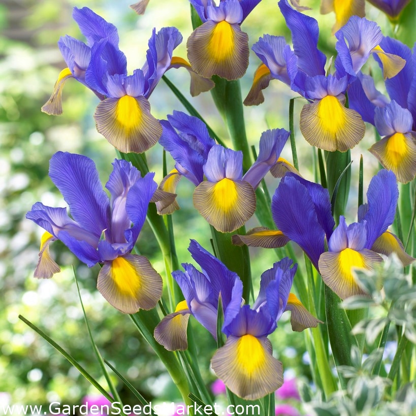 Holandský kosatec - Mystic Beauty - XXXL balenie - 500 ks – Garden ...