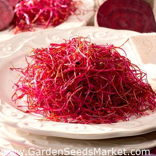 Sprouting seeds - Red beetroot - 100 g – Garden Seeds Market | Free ...