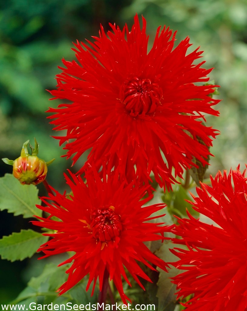 Dahlia - Apache - Pack XL - 50 pcs – Garden Seeds Market | Livraison gratuite