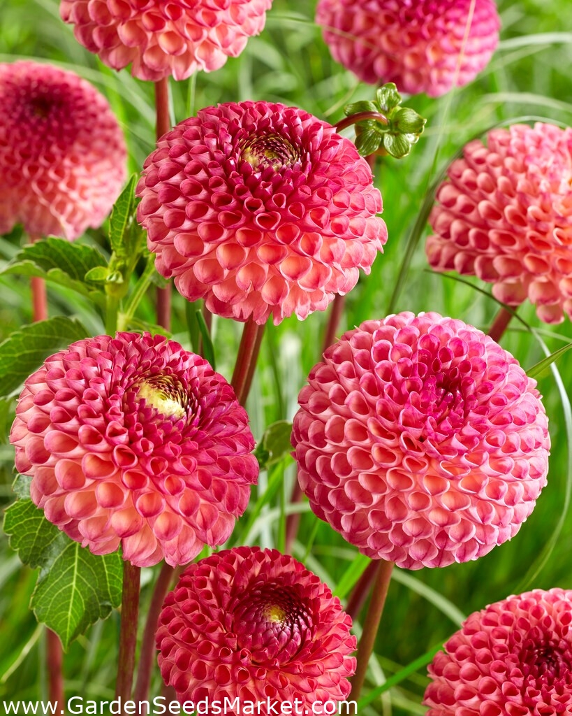 Dahlia - Burlesque – Garden Seeds Market | Livraison gratuite