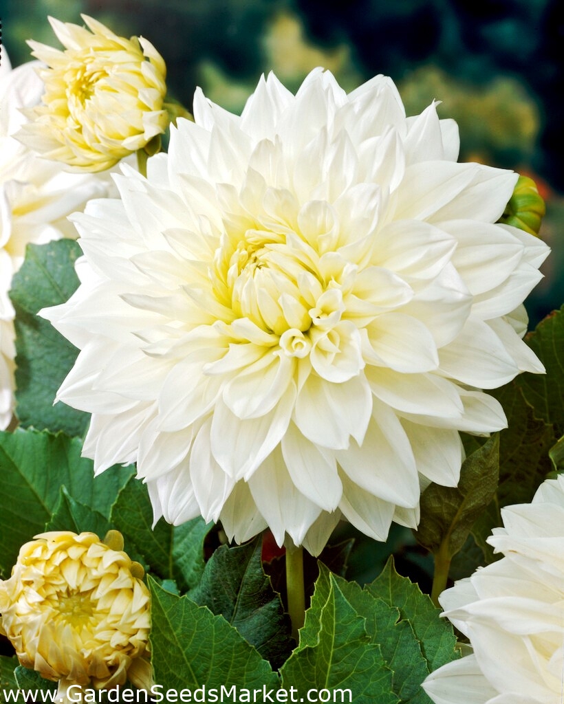 Dahlia - White Perfection - Large Pack! - 10 pcs – Garden Seeds Market ...