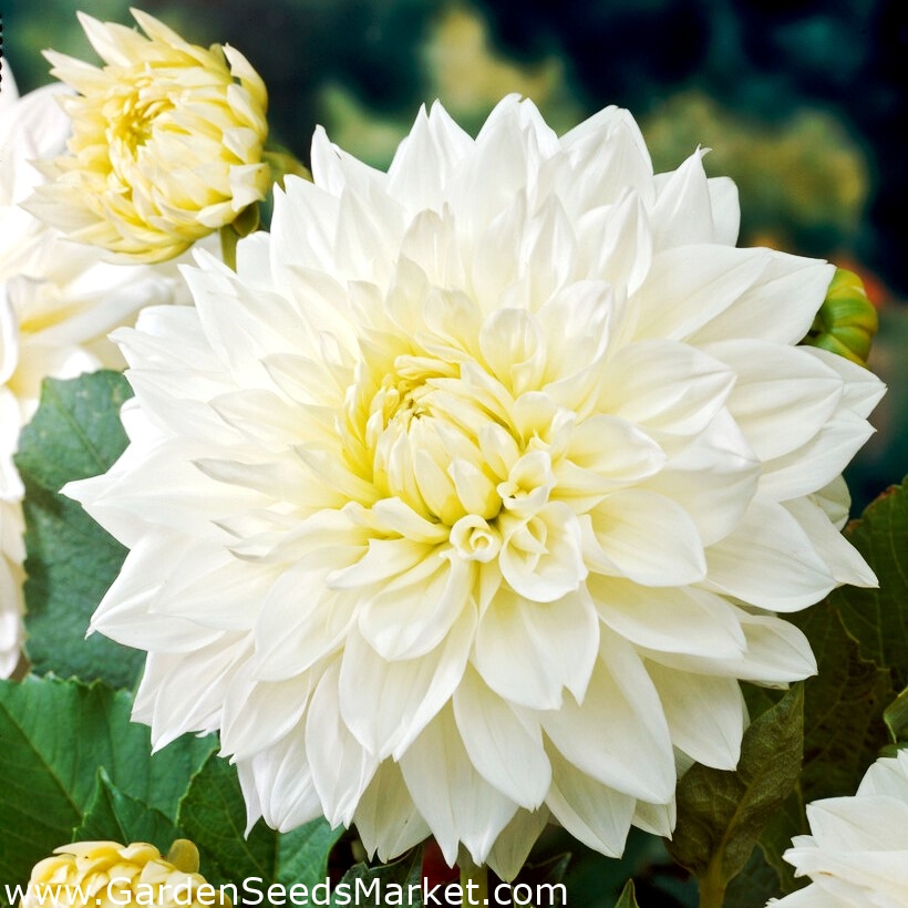Dahlia - White Perfection - Large Pack! - 10 pcs – Garden Seeds Market ...
