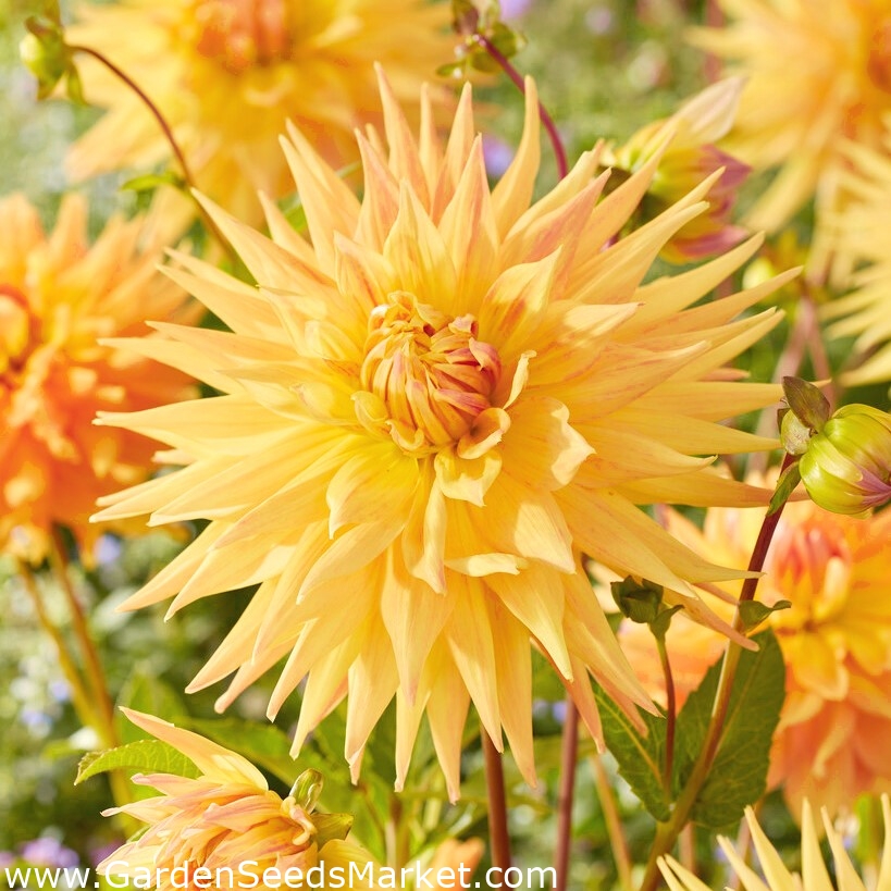 Dahlia - Penhill Autumn Shade - GIGA Pack! - 50 pcs – Garden Seeds ...