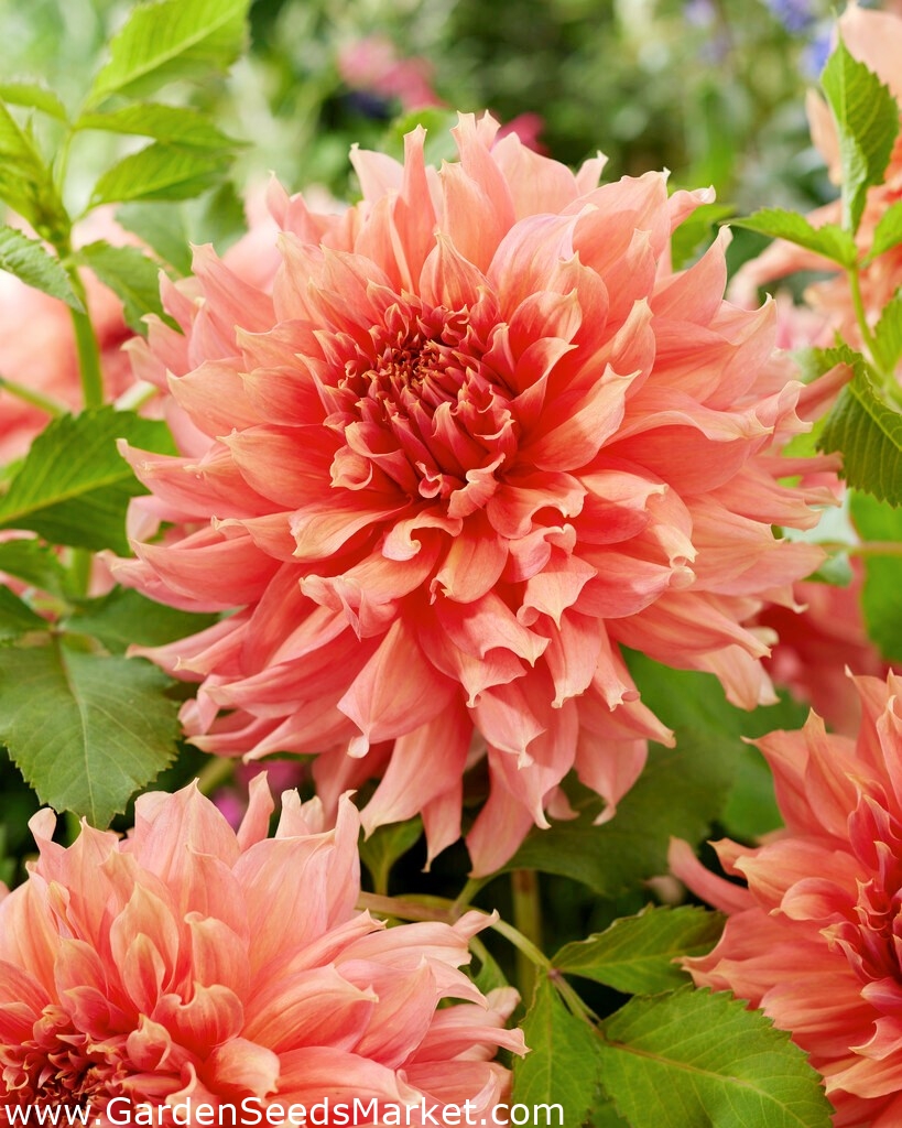 Dahlia - Eperon du fairway – Garden Seeds Market | Livraison gratuite