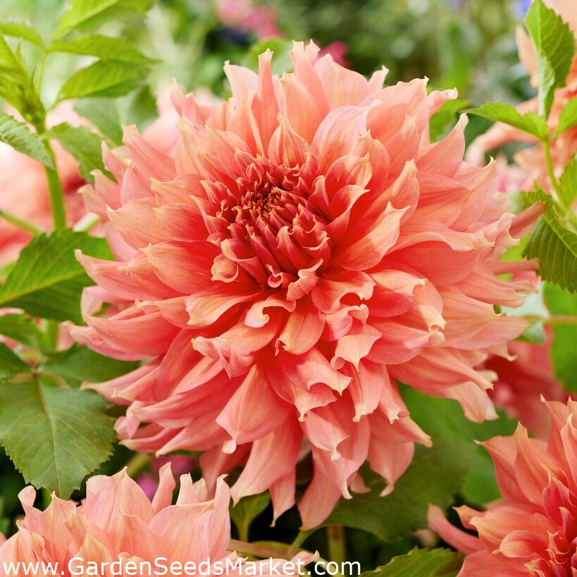 Dahlia - Fairway Spur - Large Pack! - 10 pcs – Garden Seeds Market ...