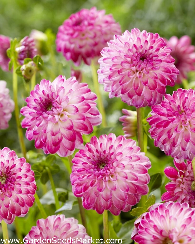 Dahlia - Rose Un - – Garden Seeds Market | Livraison gratuite