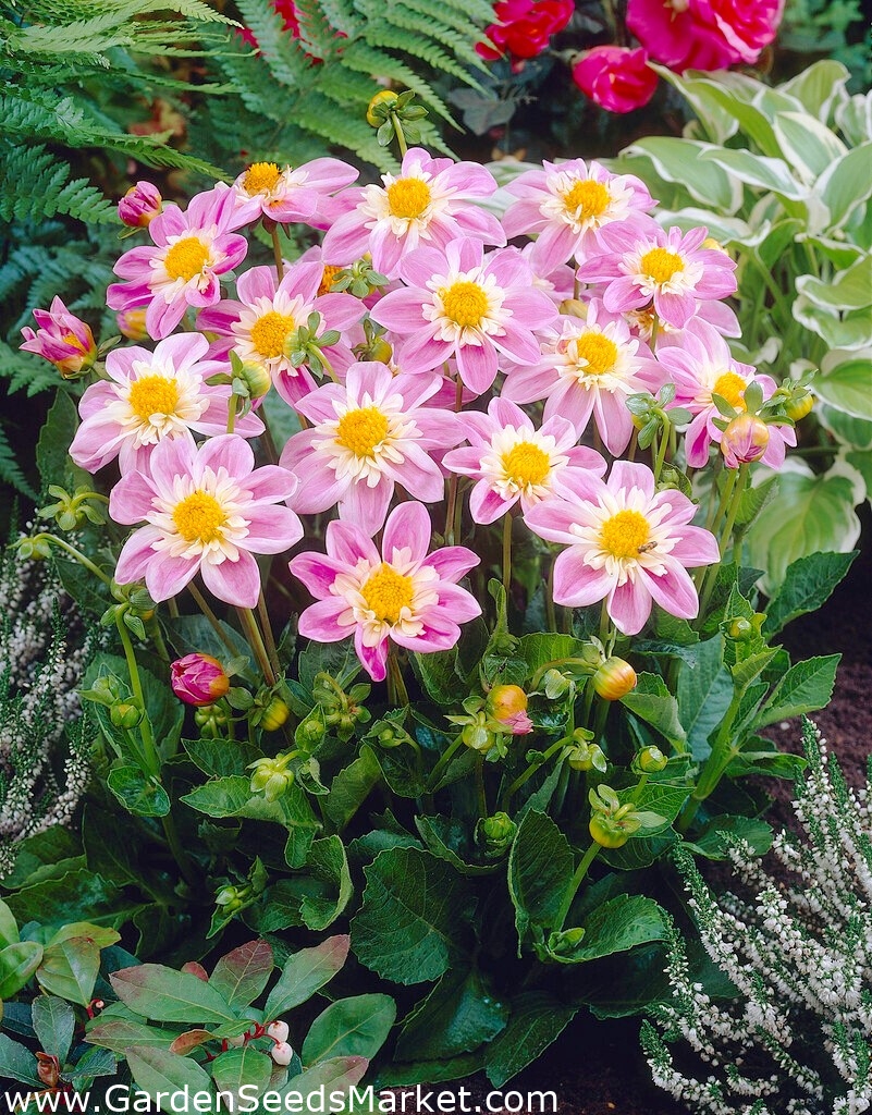 Dalia - Impresión famosa – Garden Seeds Market | Envío gratis