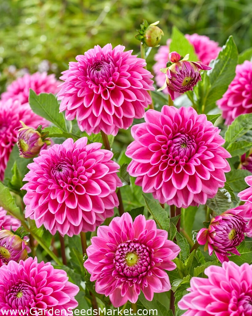Dahlia - Sandra - GIGA Pack! - 50 pcs – Garden Seeds Market | Free shipping