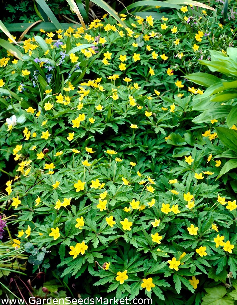 Early Spring Bulb Flower Yellow